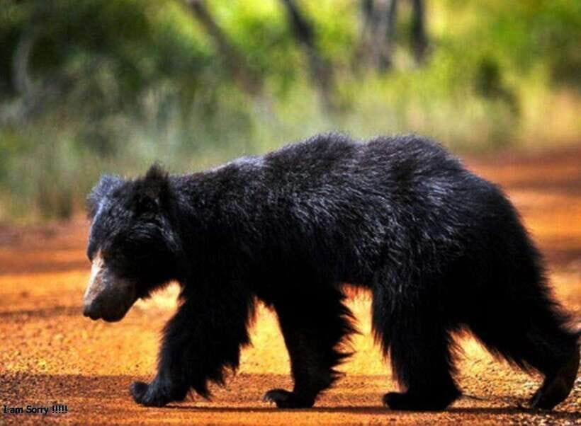 Hambantota Port: Full Day Yala National Park Safari- Private - Analyzing the Value