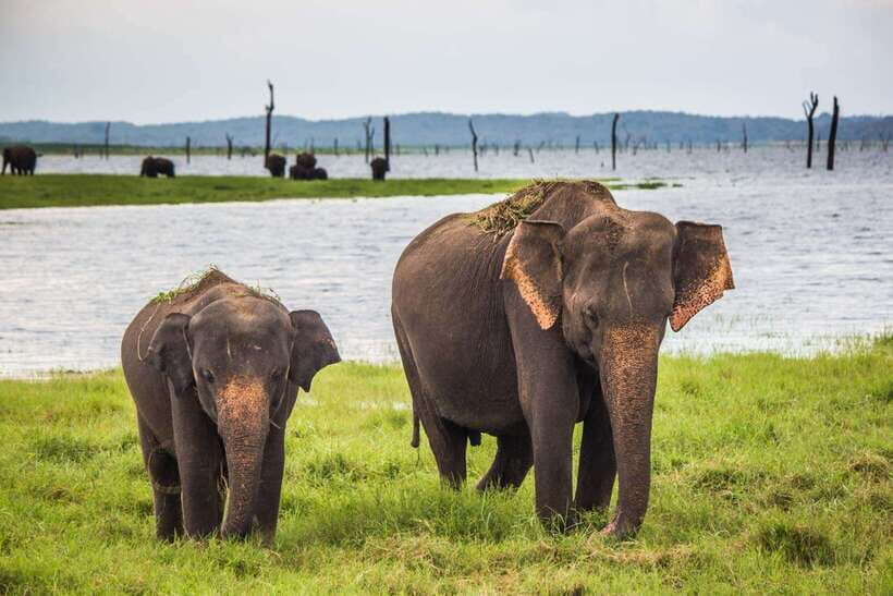 Hambantota Port: Udawalawe Safari Tour & Transit Home Visit - Who Will Love This Tour?