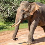 Hambantota Port: Yala National Park Safari (Shore Excursion) - The Bottom Line: Is It Worth It?