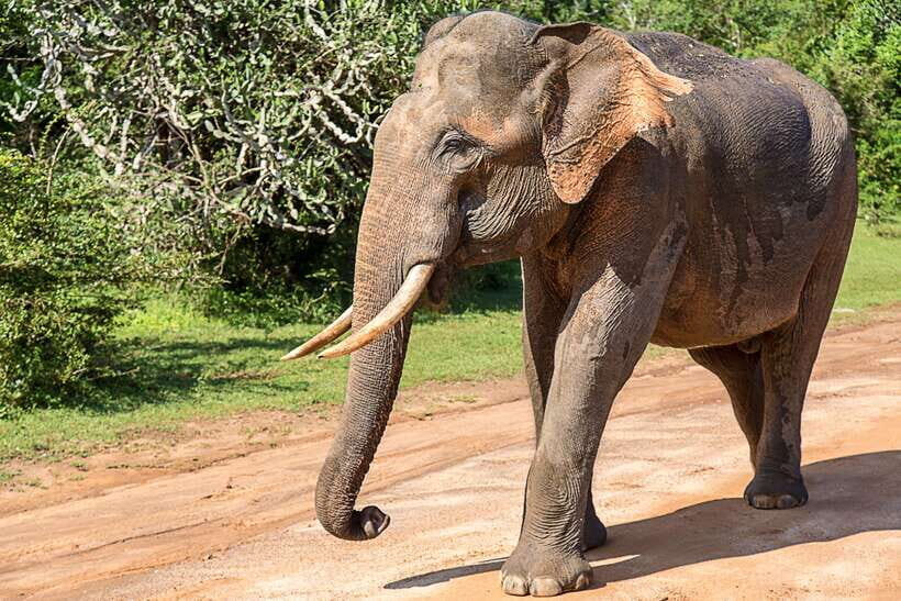 Hambantota Port: Yala National Park Safari (Shore Excursion) - The Bottom Line: Is It Worth It?
