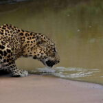 Hambantota Shore Excursion: Village and Cultural tour - Who Will Enjoy This Tour?