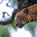 Hambantota: Yala National Park Wildlife Safari in a 4x4 - Wildlife Encounters and Landscape