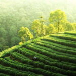 Hangzhou Private Day Trip by Bullet Train from Shanghai - Exploring West Lake: Scenic Wonder and Cultural Charm