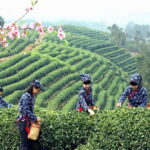 Hangzhou Private One Day Trip from Shanghai by Bullet Train - What Reviewers Say: Authentic Experiences and Guided Expertise