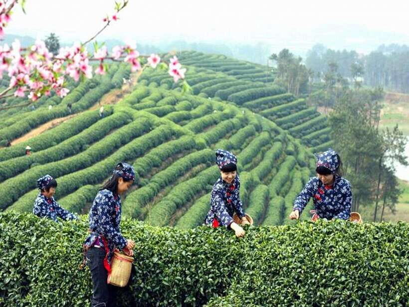 Hangzhou Private One Day Trip from Shanghai by Bullet Train - What Reviewers Say: Authentic Experiences and Guided Expertise