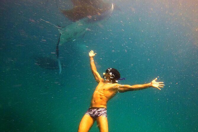 Hanifaru Bay Snorkeling with Whale sharks & Mana Rays - What to Expect from the Tour