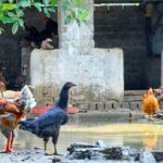 Hanoi: Luxury Small Group discover Tam Coc, Hoa Lu & Local Family - The Experience: What Travelers Can Expect