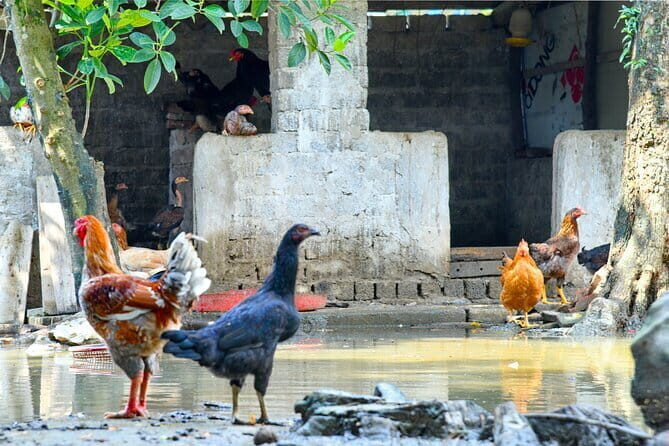 Hanoi: Luxury Small Group discover Tam Coc, Hoa Lu & Local Family - The Experience: What Travelers Can Expect