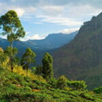 Haputale Tea Estate Walking Tour From Ella - The Itinerary: What Makes It Special