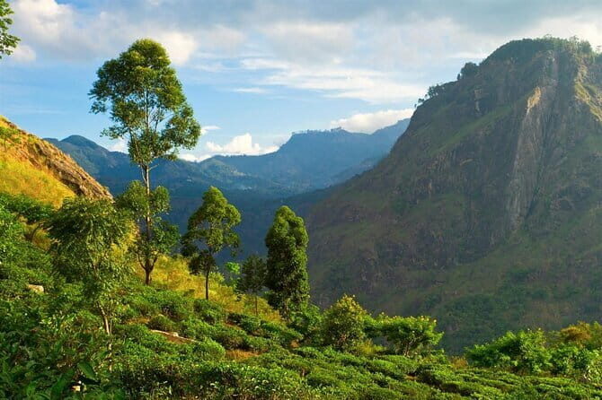 Haputale Tea Estate Walking Tour From Ella - The Itinerary: What Makes It Special