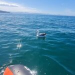 Harbour, Albatross and Wildlife Cruise on Otago Harbour - Wildlife Encounters: Beyond the Albatross