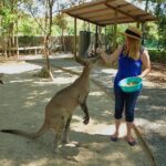 Hartley's Crocodile Adventures: Zootastic 5 + Entry Ticket - What to Expect at Hartleys Crocodile Adventures