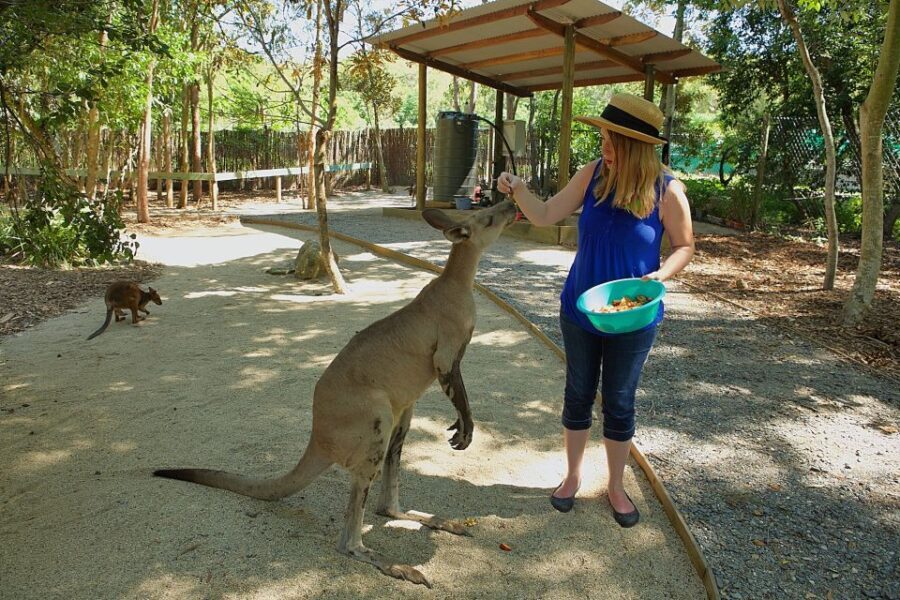 Hartley's Crocodile Adventures: Zootastic 5 + Entry Ticket - What to Expect at Hartleys Crocodile Adventures