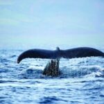 Hawaii: Waikoloa Whale Watch - The Experience: What Youll See and Feel
