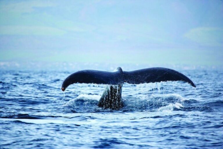 Hawaii: Waikoloa Whale Watch - The Experience: What Youll See and Feel