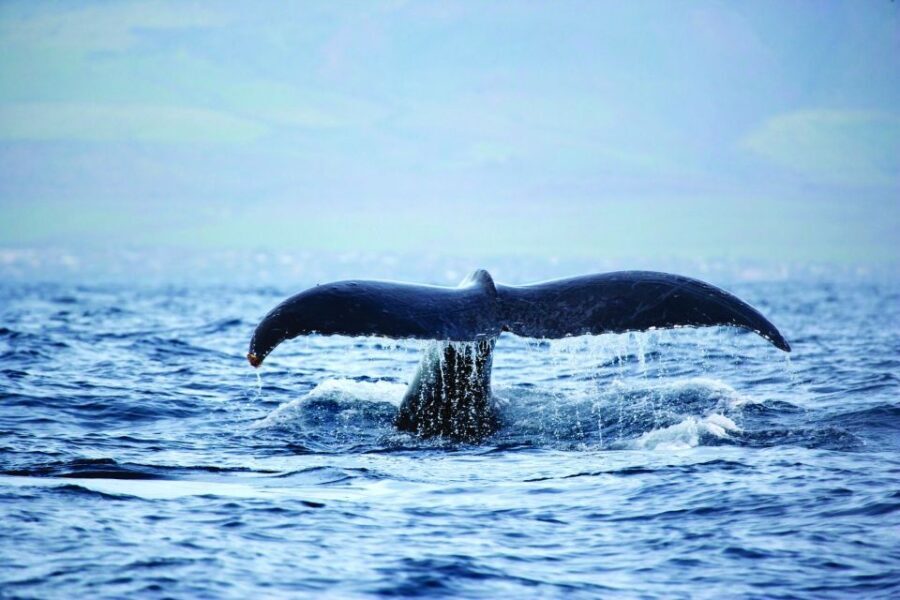Hawaii: Waikoloa Whale Watch - The Experience: What Youll See and Feel