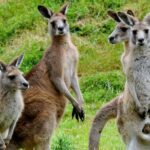 Healesville Sanctuary And Phillip Island Wildlife Bus Tour - The Practical Side: Whats Included and What’s Not