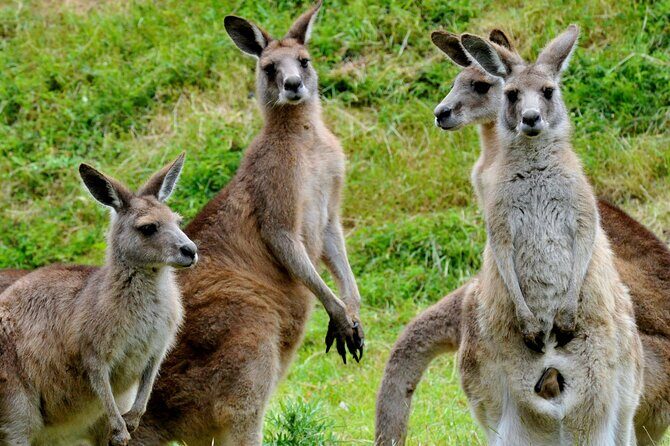 Healesville Sanctuary And Phillip Island Wildlife Bus Tour - The Practical Side: Whats Included and What’s Not