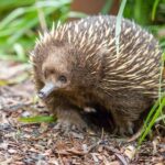 Healesville Sanctuary: General Admission Ticket - Why Visitors Love It