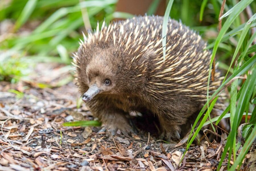 Healesville Sanctuary: General Admission Ticket - Why Visitors Love It