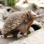 Healesville Sanctuary General Entry Ticket - Final Thoughts