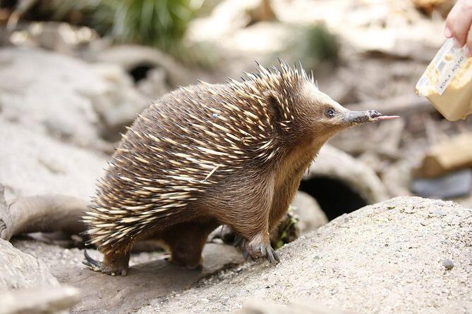 Healesville Sanctuary General Entry Ticket - Final Thoughts