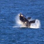 Hermanus Whale Watching Boat Trip - Who Is This Tour Best For?