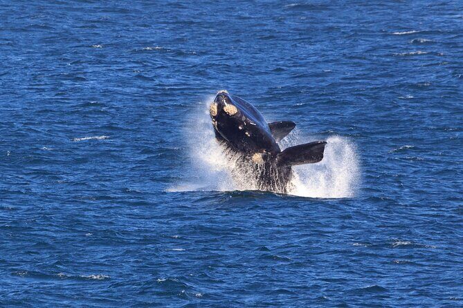 Hermanus Whale Watching Boat Trip - Who Is This Tour Best For?