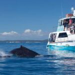 Hervey Bay: 3/4 Day Whale Watching Cruise with Lunch - Final Thoughts: Who Will Love This Tour?