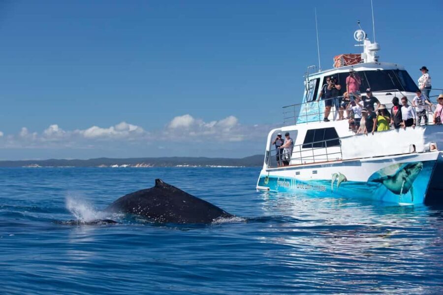 Hervey Bay: 3/4 Day Whale Watching Cruise with Lunch - Final Thoughts: Who Will Love This Tour?