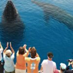 Hervey Bay 4-Hour Whale Watch Encounter - What Makes the Hervey Bay Whale Watch Encounter Stand Out?