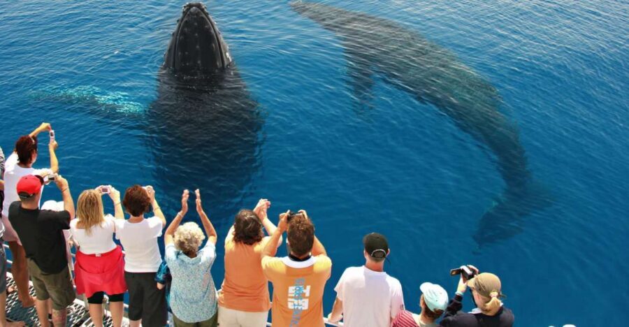 Hervey Bay 4-Hour Whale Watch Encounter - What Makes the Hervey Bay Whale Watch Encounter Stand Out?