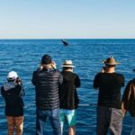 Hervey Bay: Exclusive Whale Watch Encounter - Itinerary Breakdown: What You’ll Experience