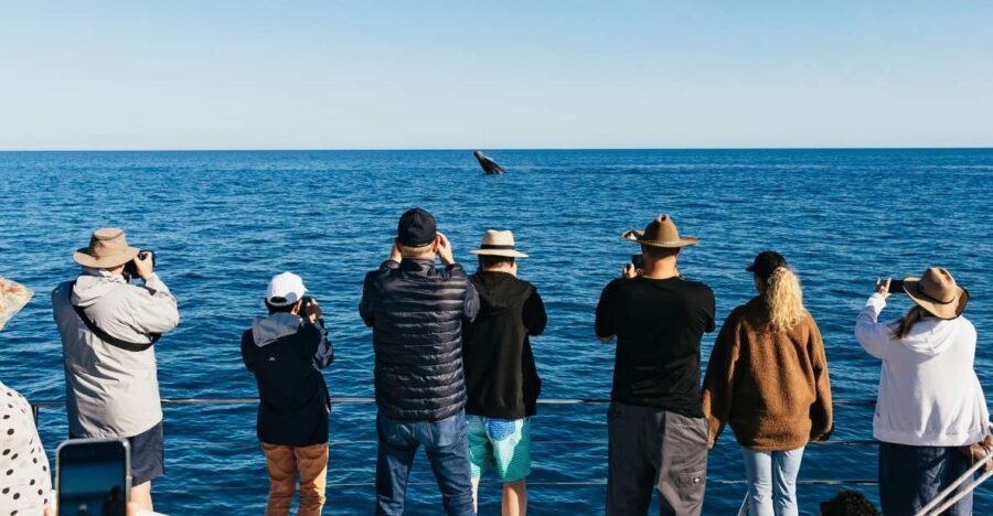 Hervey Bay: Exclusive Whale Watch Encounter - Itinerary Breakdown: What You’ll Experience