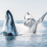 Hervey Bay: Half-Day Whale and Island Adventure by Boat - Why This Tour Works Well for Certain Travelers