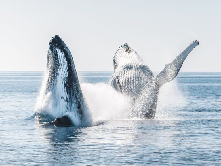 Hervey Bay: Half-Day Whale and Island Adventure by Boat - Why This Tour Works Well for Certain Travelers