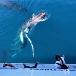Hervey Bay: Half-Day Whale Watching Cruise with Meal - Pricing & Overall Value