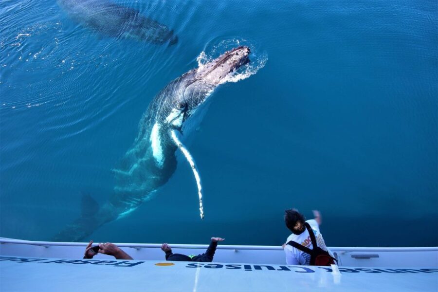 Hervey Bay: Half-Day Whale Watching Cruise with Meal - Pricing & Overall Value