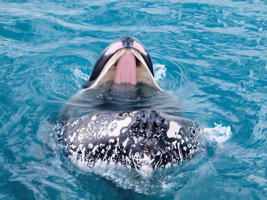 Hervey Bay: Half-Day Whale Watching Cruise - Why This Tour Represents Good Value