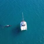 Hervey Bay Overnight Whale Watching Cabin Hire - Who Should Consider This Tour?