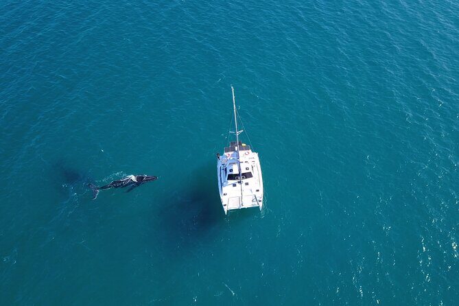 Hervey Bay Overnight Whale Watching Cabin Hire - Who Should Consider This Tour?