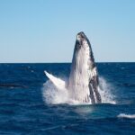 Hervey Bay Ultimate Whale Watching Cruise - Why This Tour Stands Out