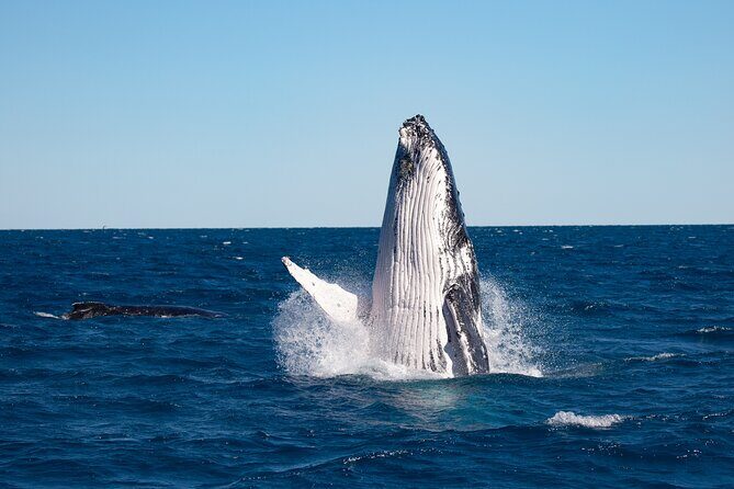 Hervey Bay Ultimate Whale Watching Cruise - Why This Tour Stands Out