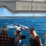 Hervey Bay: Ultimate Whale Watching Experience - What Makes the Tour Stand Out