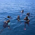Hervey Bay Whale Swim and Watch - What Makes This Tour Stand Out?