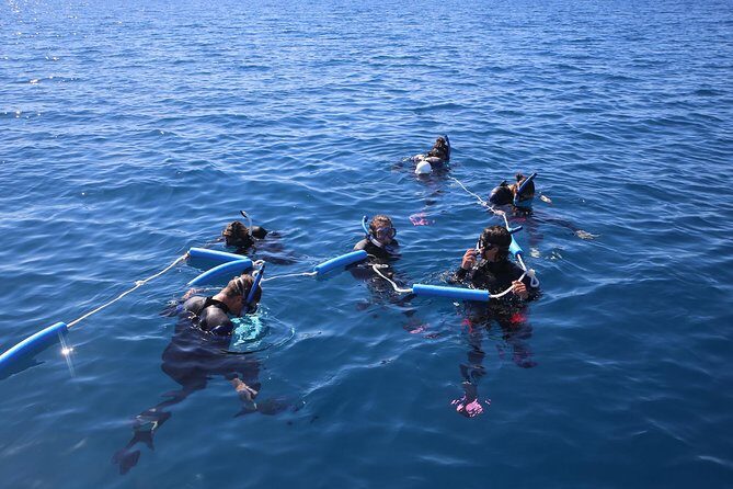 Hervey Bay Whale Swim and Watch - What Makes This Tour Stand Out?