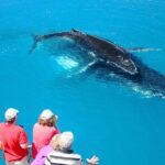 Hervey Bay Whale Watching Cruise - Practical Details: Logistics and Tips