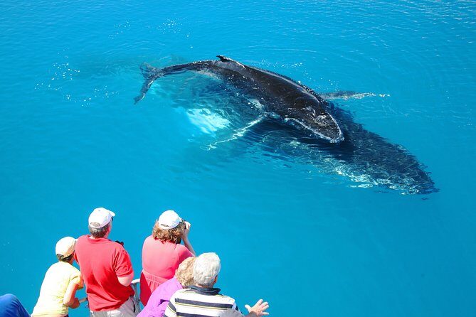 Hervey Bay Whale Watching Cruise - Practical Details: Logistics and Tips