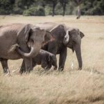 Highlights Of Dambulla & Kaudulla National Park Day Tour From Colombo - Detailed Review of the Tour Experience