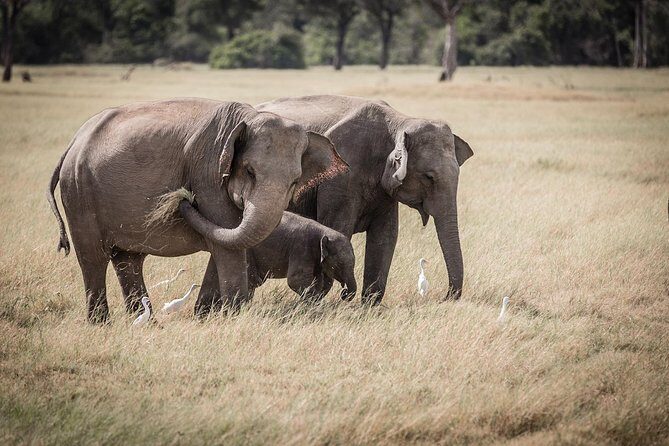 Highlights Of Dambulla & Kaudulla National Park Day Tour From Colombo - Detailed Review of the Tour Experience
